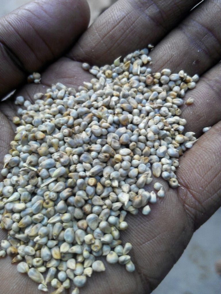 New Crop of Indian Green Millet - Exporter of Grains, Wheat Flour ...